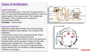 Human Reproduction- Fertilization and Parthenogenesis- Class 12 | PPSX ...