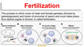 Human Reproduction- Fertilization and Parthenogenesis- Class 12 | PPT
