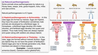 Human Reproduction- Fertilization and Parthenogenesis- Class 12 | PPT