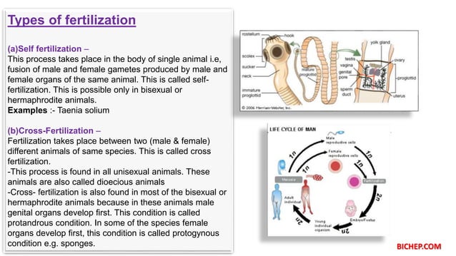 Human Reproduction- Fertilization and Parthenogenesis- Class 12 | PPT