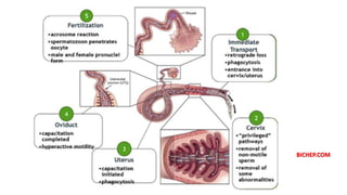 Human Reproduction- Fertilization and Parthenogenesis- Class 12 | PPT