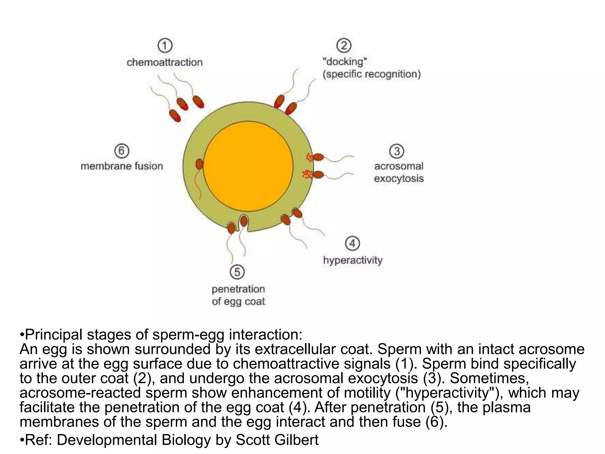 Fertilization | PPT | Infertility | Reproductive Health