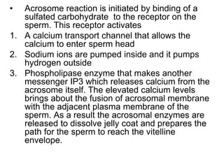 Fertilization | PPT | Infertility | Reproductive Health