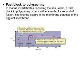 Fertilization | PPT | Infertility | Reproductive Health