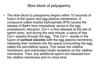 Fertilization | PPT | Infertility | Reproductive Health