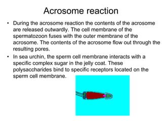 Fertilization | PPT | Infertility | Reproductive Health