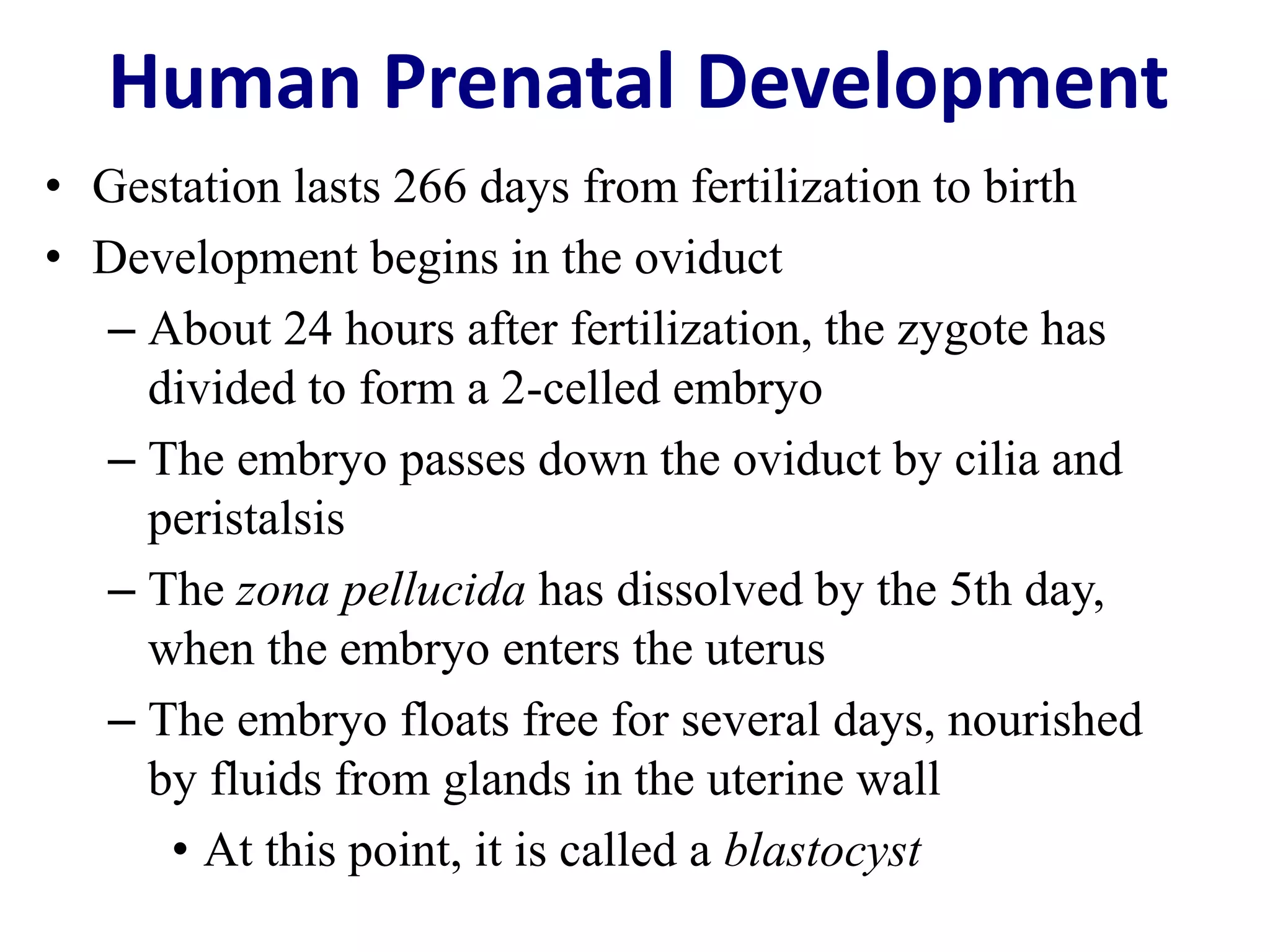 Fertilization | PPT