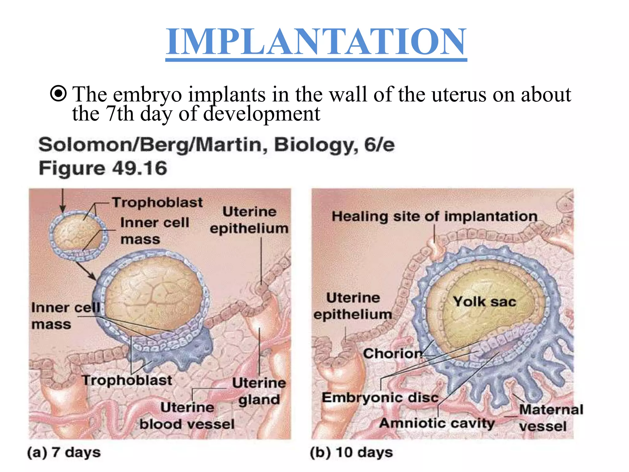 Fertilization | PPT