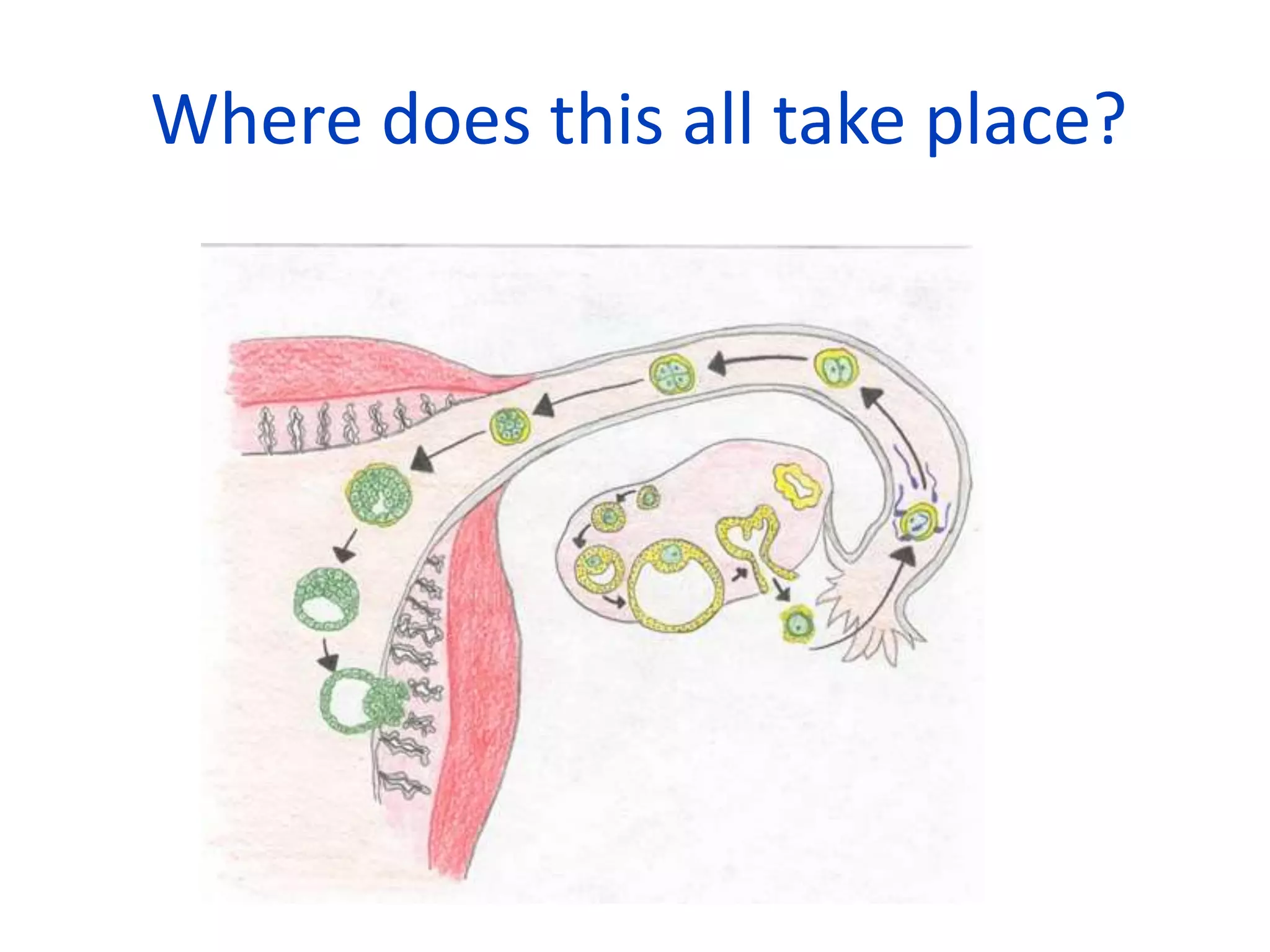 Fertilization | PPT