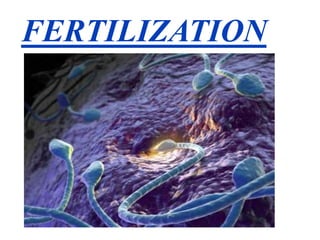 Fertilization | PPT
