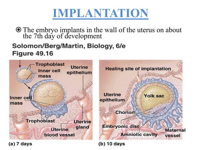 Fertilization | PPT