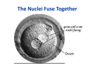 Fertilization | PPT