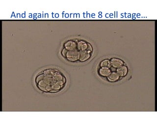 Fertilization | PPT
