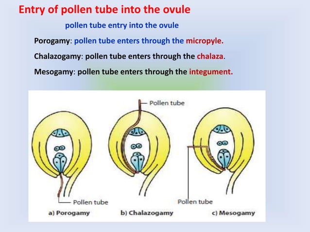 Fertilization in Angiosperms | PPTX