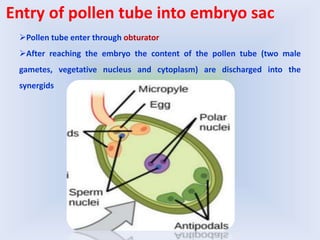 Fertilization in Angiosperms | PPTX