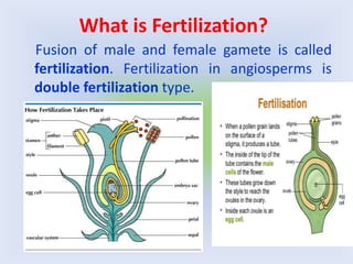 Double Fertilization In Flowering Plants