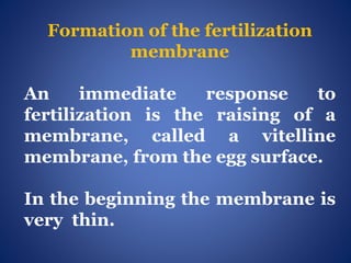 Fertilization | PPTX