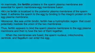 Fertilization | PPT