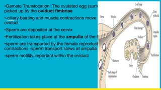 Fertilization | PPT