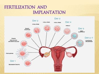 Fertilization | PPTX | Pregnancy | Reproductive Health