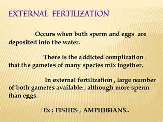 Fertilization | PPTX