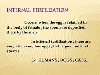 Fertilization | PPTX