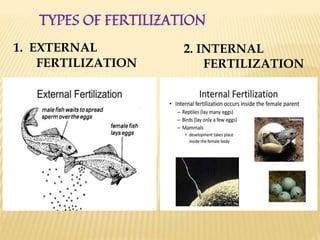 External Fertilization Diagram