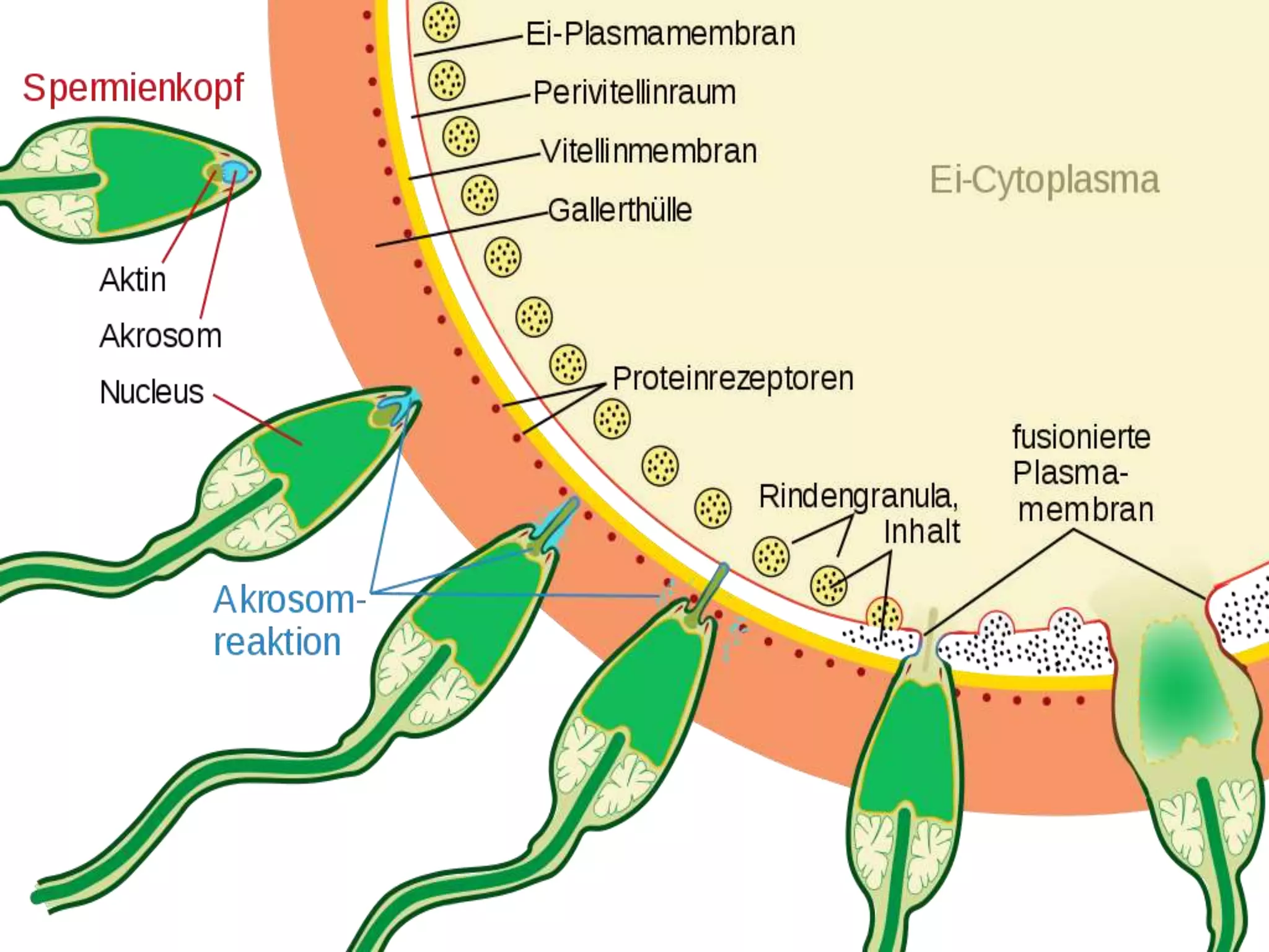 Fertilization, implantation, development of placenta and its function ...