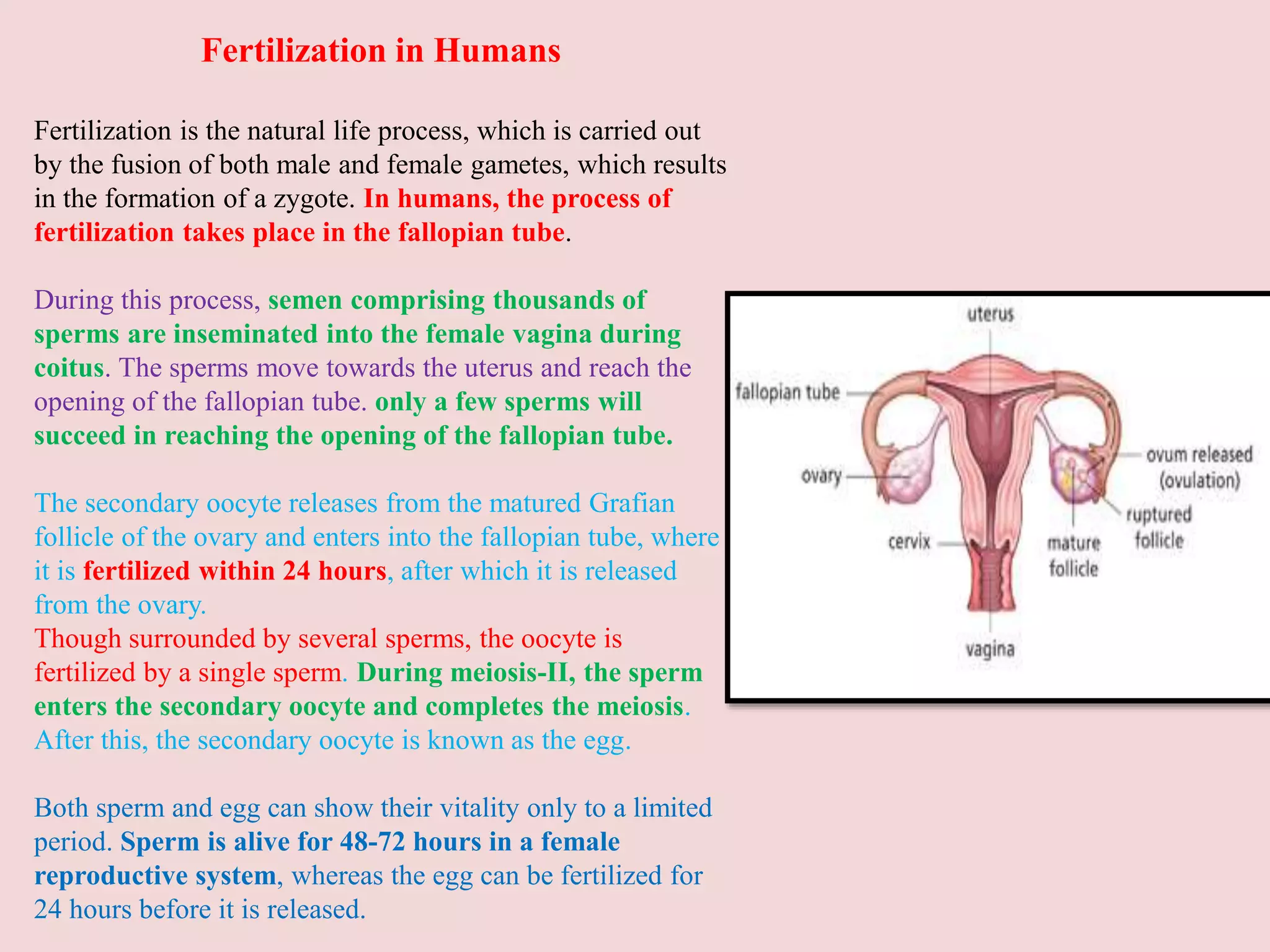 Fertilization, Types of fertilization, step of fertilization process ...