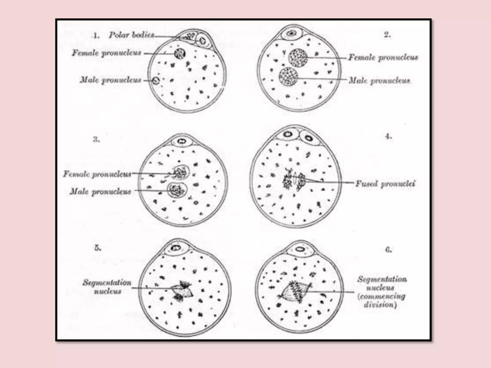 Fertilization, Types of fertilization, step of fertilization process ...