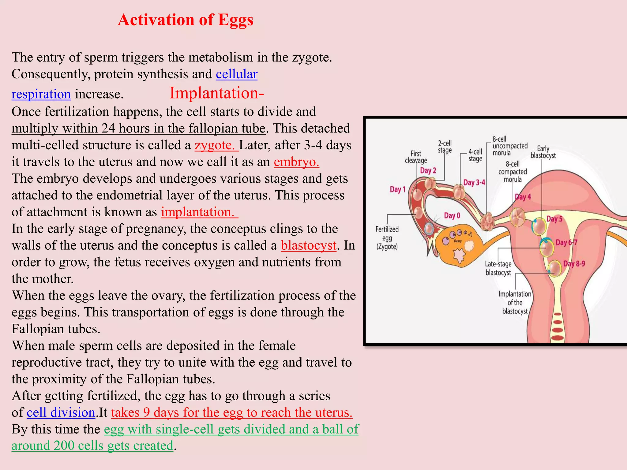 Fertilization, Types of fertilization, step of fertilization process ...
