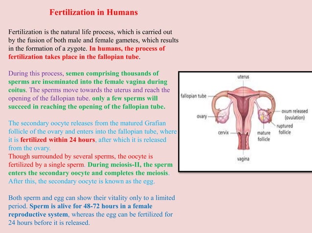 Fertilization, Types of fertilization, step of fertilization process ...