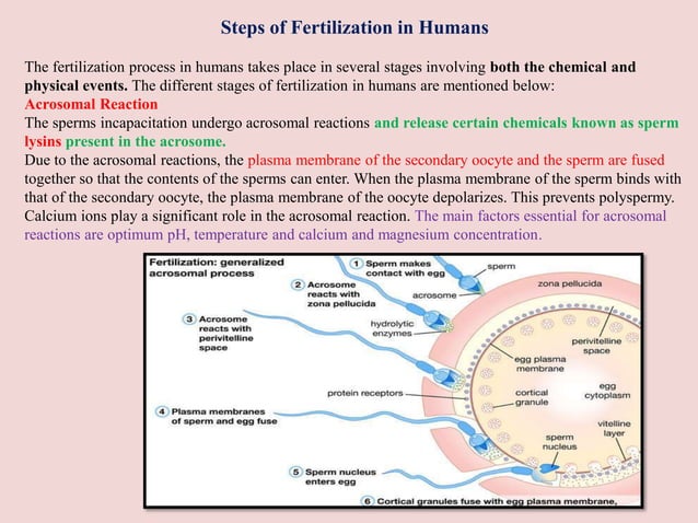 Fertilization, Types of fertilization, step of fertilization process ...