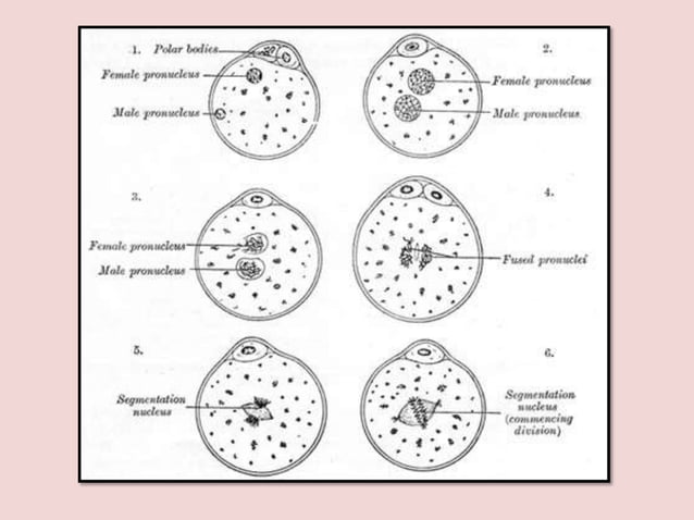 Fertilization, Types of fertilization, step of fertilization process ...