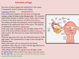 Fertilization, Types of fertilization, step of fertilization process ...