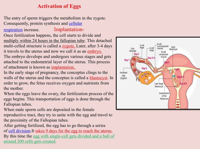 Fertilization, Types of fertilization, step of fertilization process ...