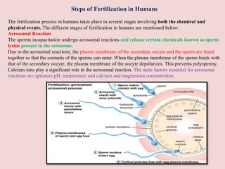Internal Fertilization In Humans