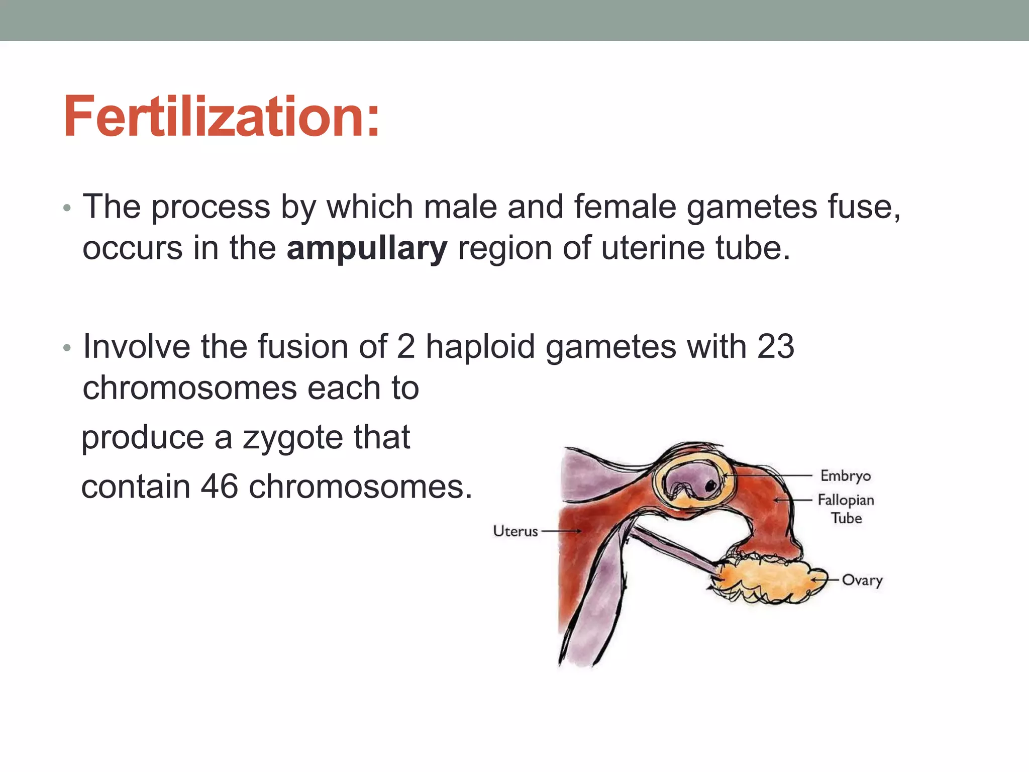 Fertilization.pdf