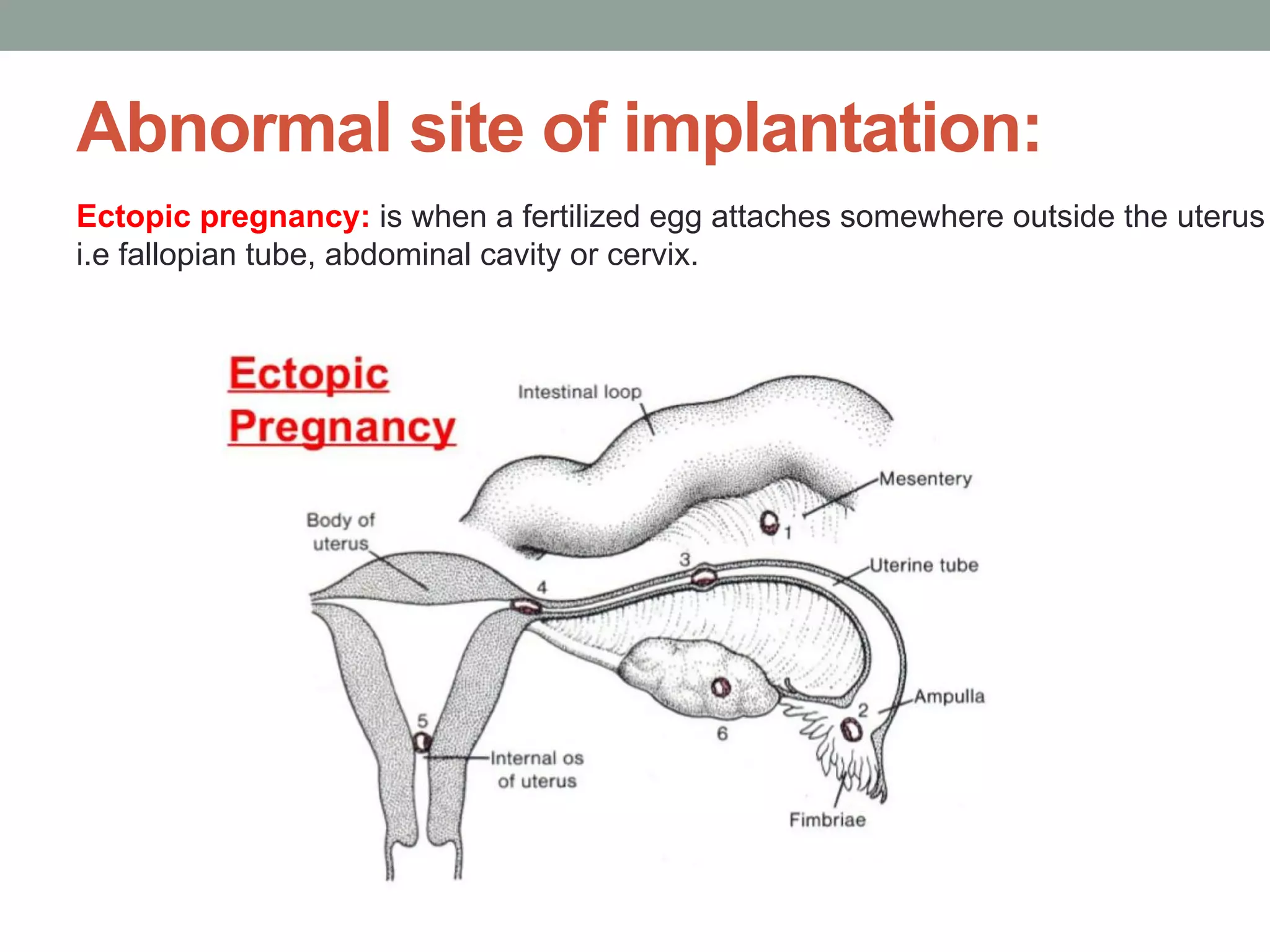 Fertilization.pdf