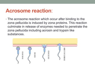 Fertilization.pdf