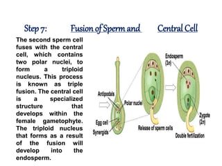 Fertilization.pptx | Infertility | Reproductive Health