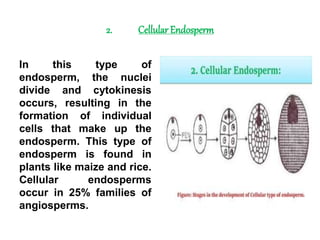 Fertilization.pptx