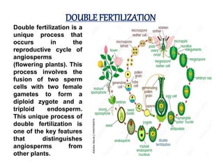 Fertilization.pptx | Infertility | Reproductive Health