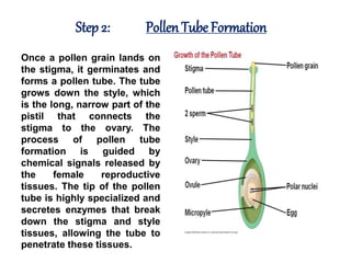 Fertilization.pptx | Infertility | Reproductive Health
