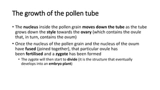 Fertilization of flowering plants igcse biology | PPTX