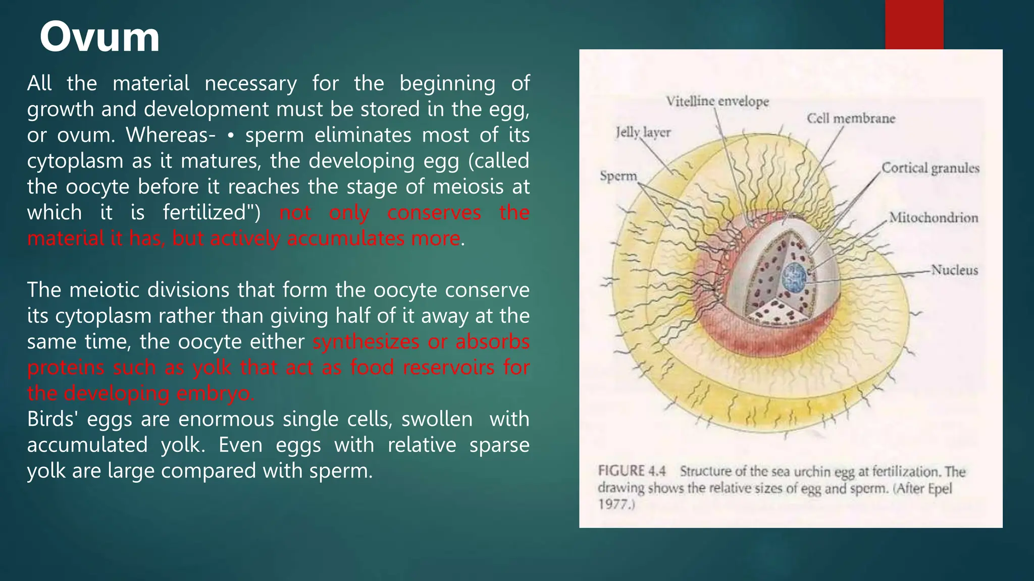Fertilization: Sperm and the egg—collectively called the gametes—fuse ...