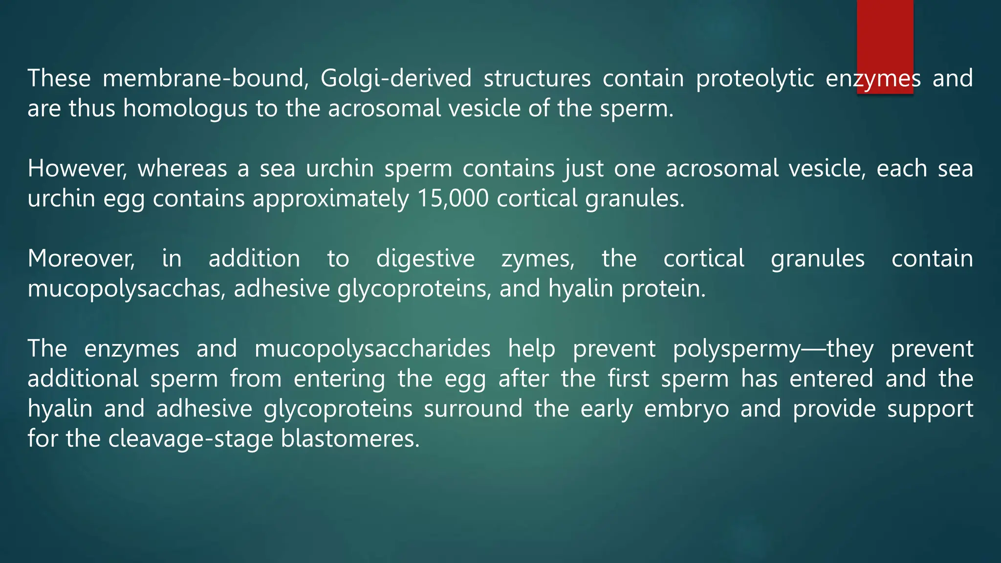 Fertilization: Sperm and the egg—collectively called the gametes—fuse ...