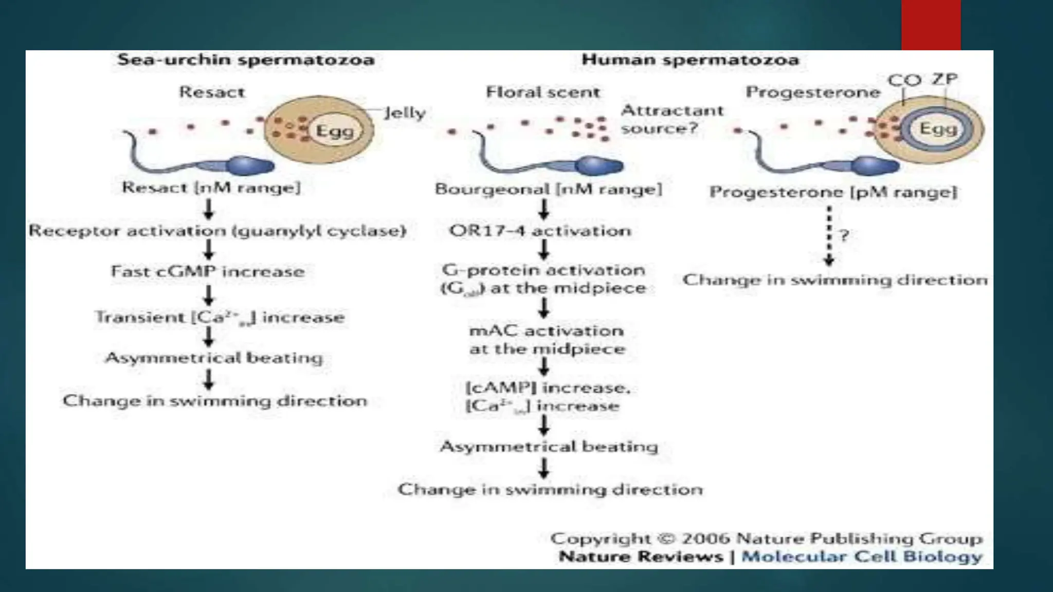 Fertilization: Sperm and the egg—collectively called the gametes—fuse ...