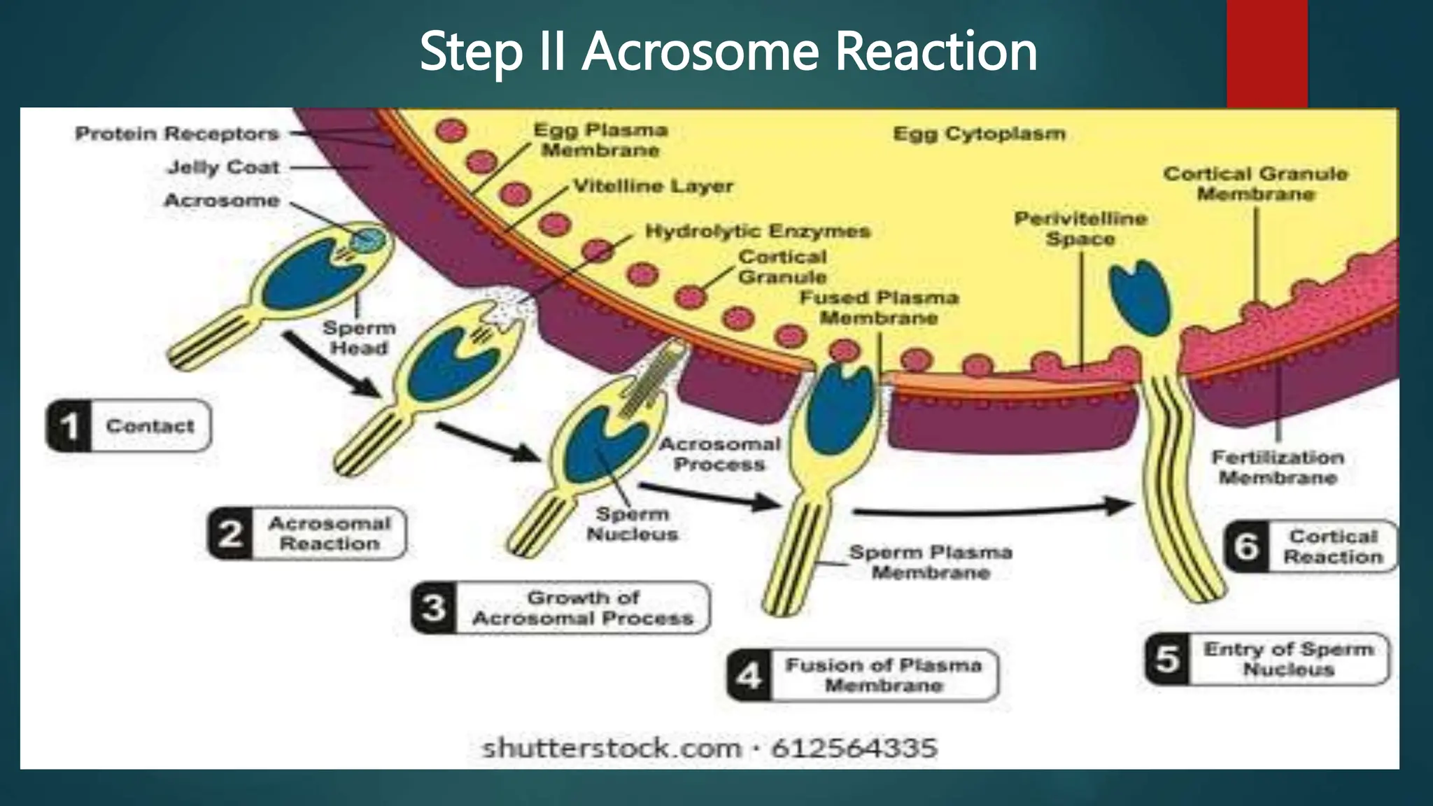 Fertilization: Sperm and the egg—collectively called the gametes—fuse ...