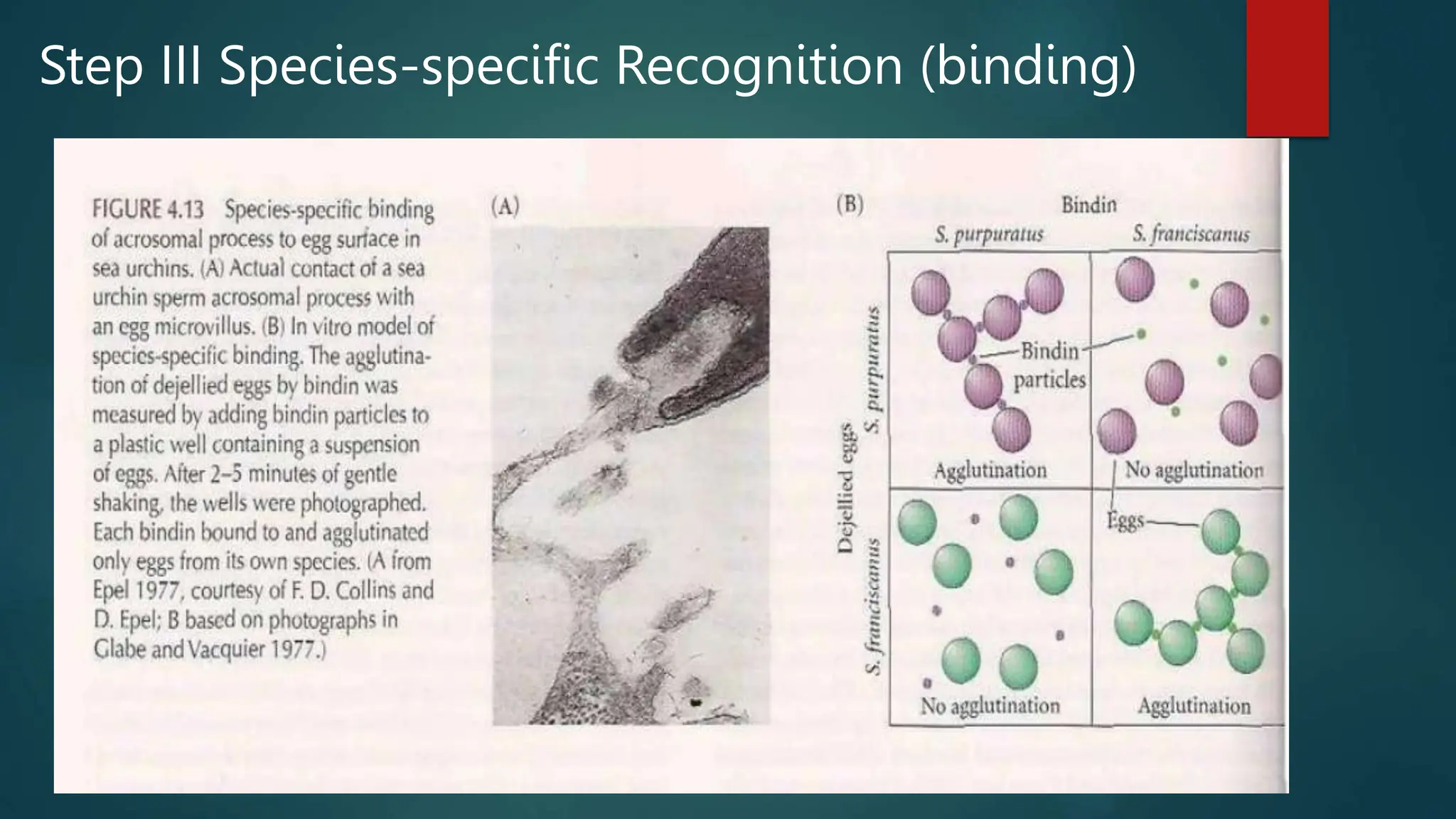 Fertilization: Sperm and the egg—collectively called the gametes—fuse ...